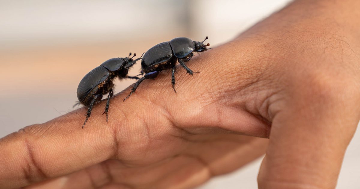 Researchers welcome Moroccan natives who may change the face of farming ...