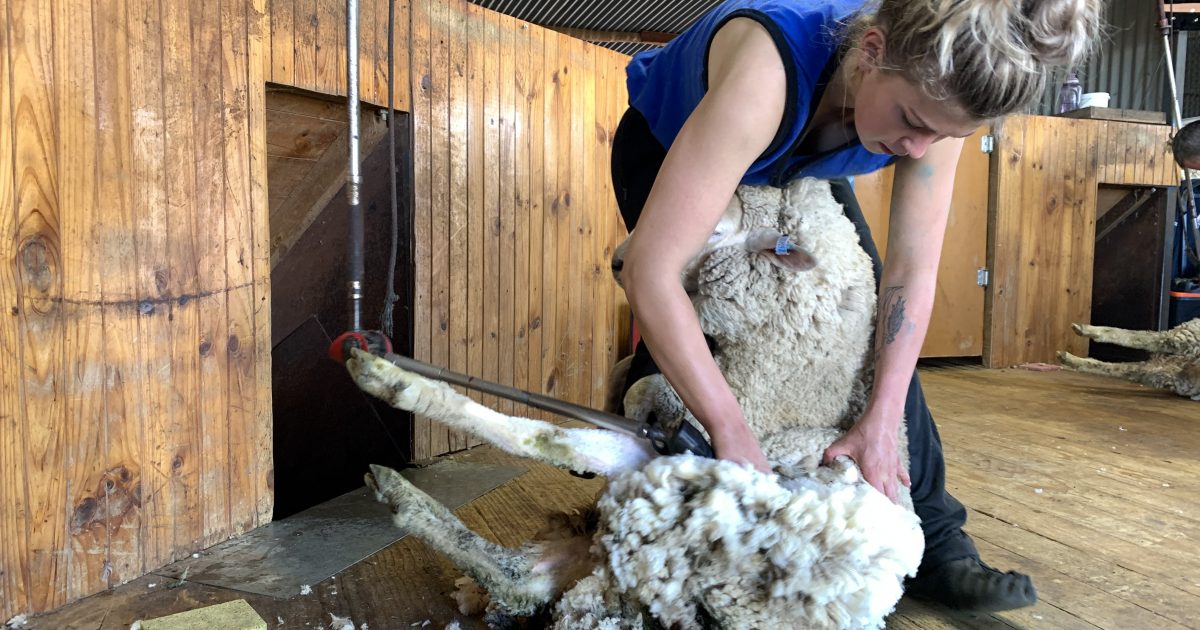 Future of shearing industry now riding on young people's backs | Region ...