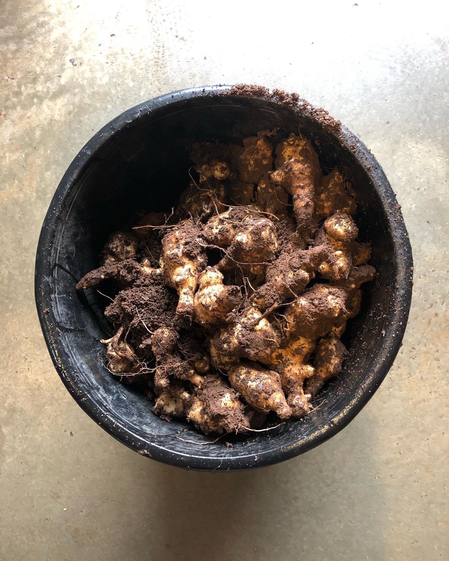 Five minutes with Luke Piccolo of Limone Dining in Griffith | Region ...