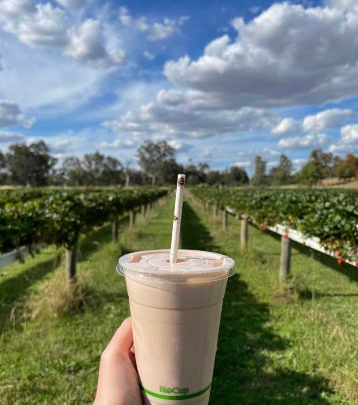 Five minutes with Kylie and Michael Cashen, Bidgee Strawberries and ...