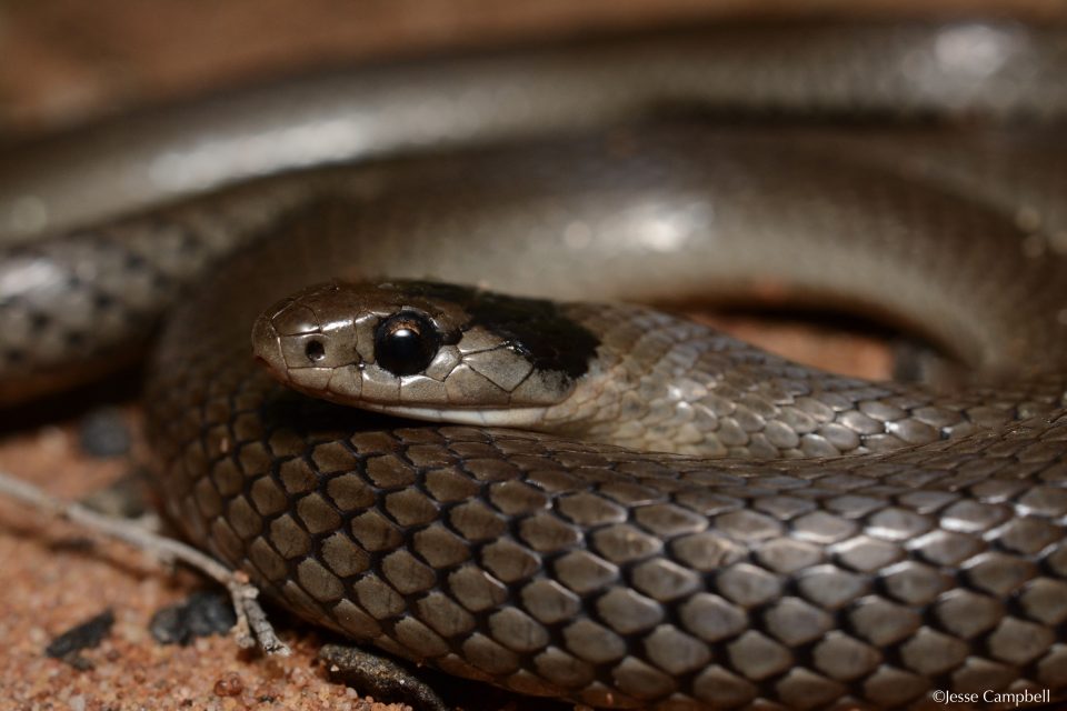 The happy accident that led to a rare Australian snake being listed as ...
