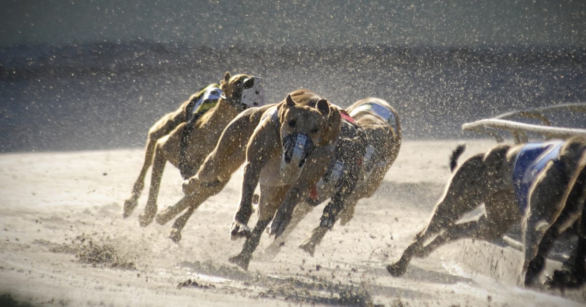 Wagga's greyhound racing track to receive major upgrades amid safety ...