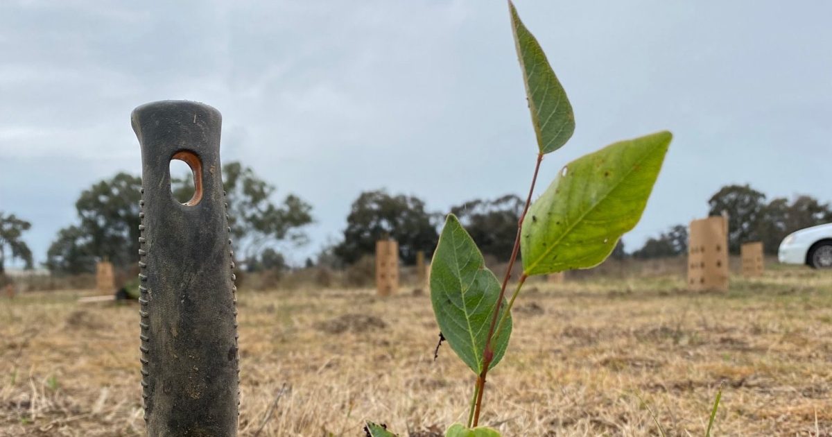 Wagga community to plant more than 3000 seedlings for National Tree Day ...
