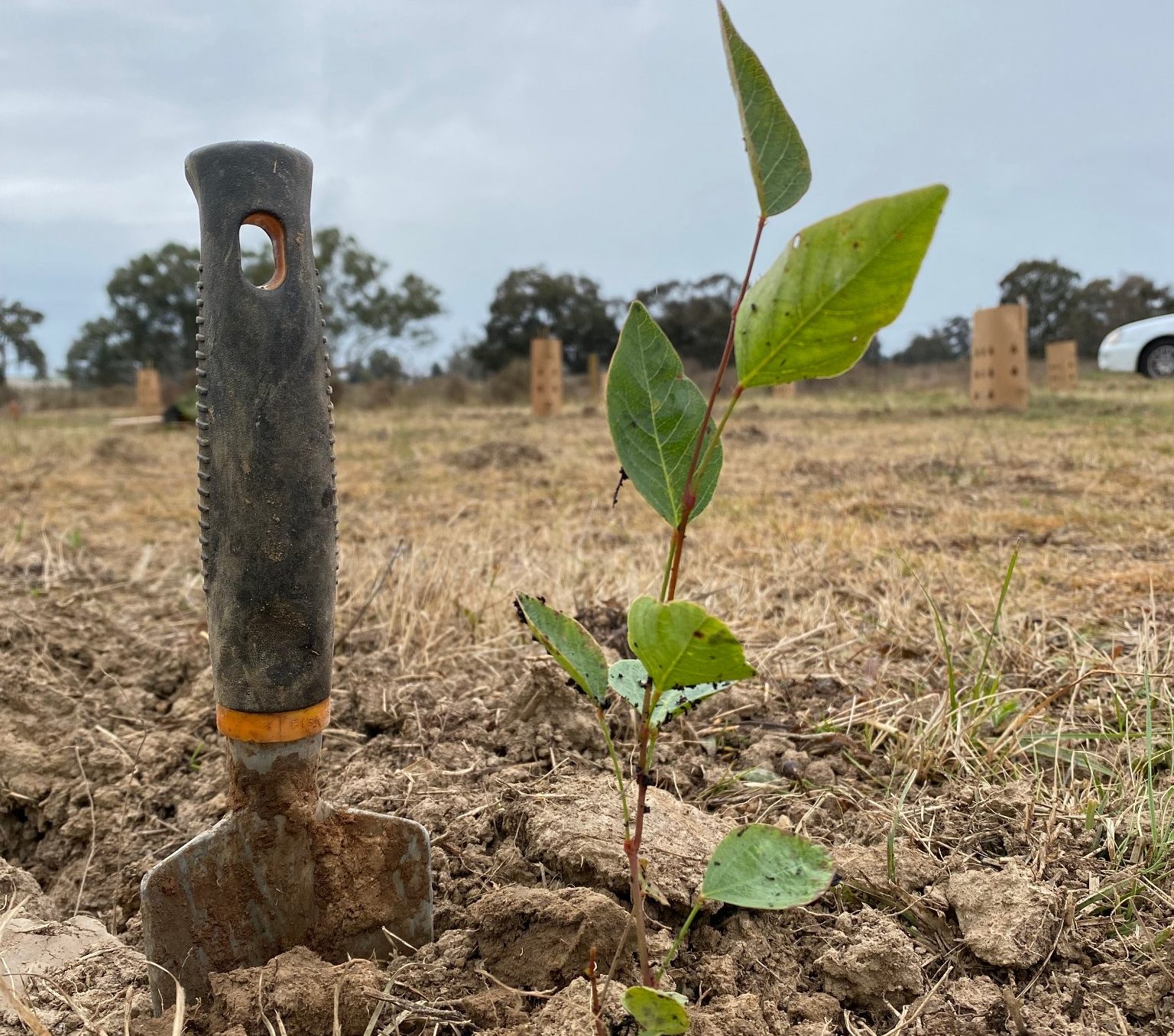 Wagga community to plant more than 3000 seedlings for National Tree Day ...