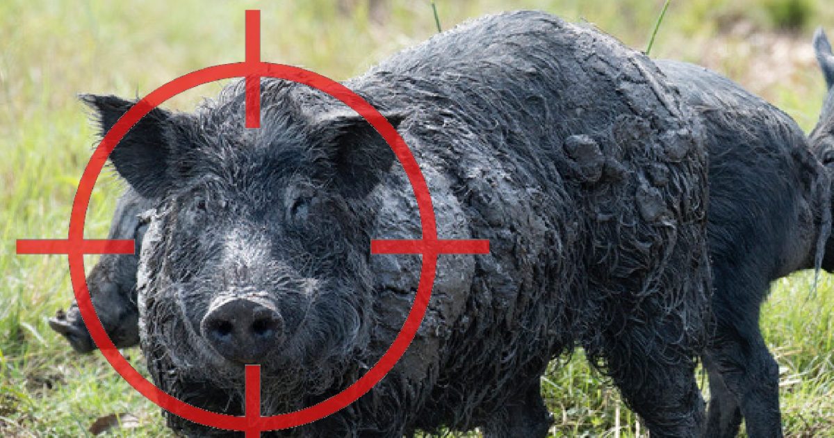 NSW Government appoints Feral Pig Coordinator to take aim at booming ...
