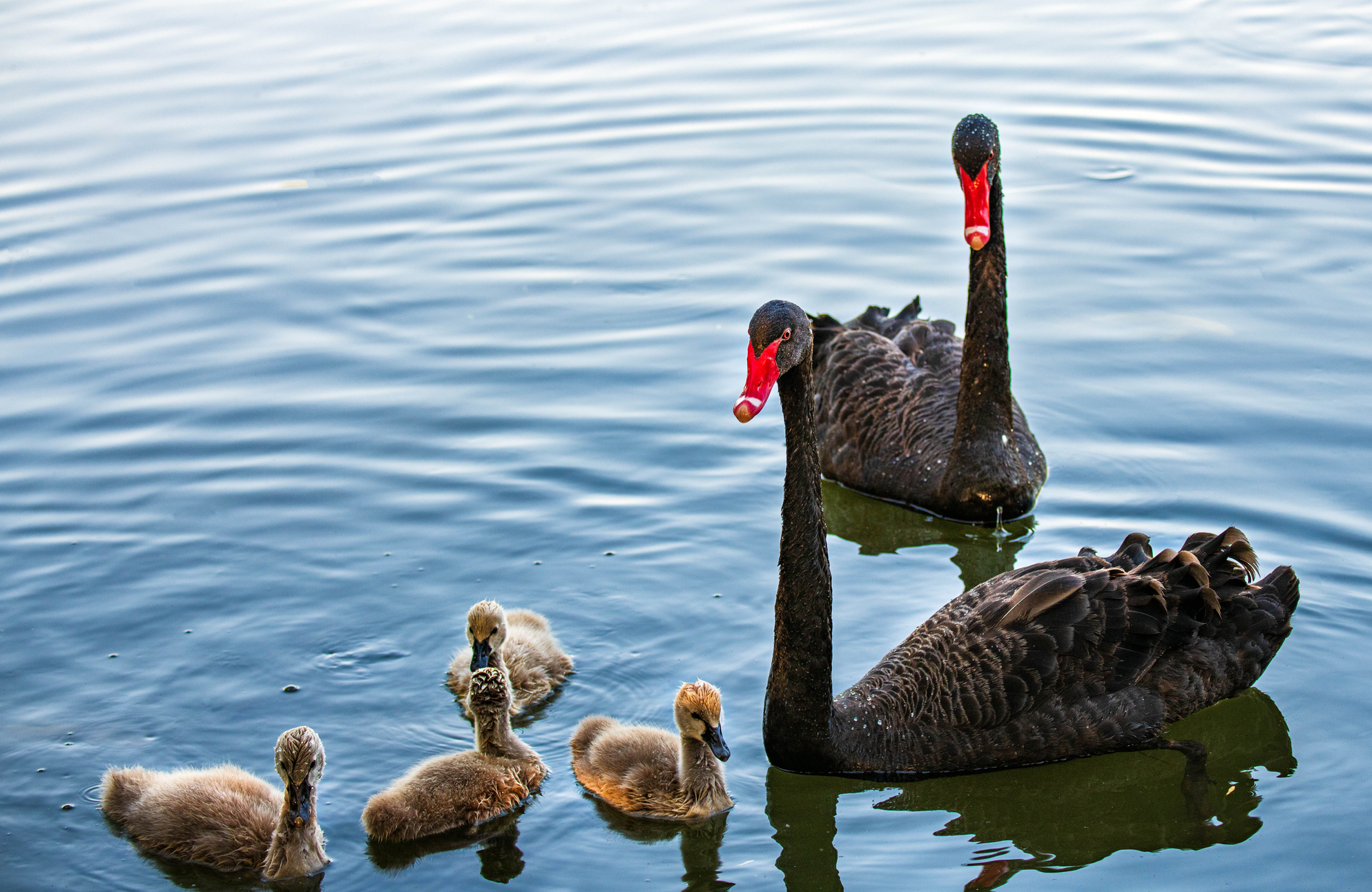 Science week 'Swan Song' programs examine the plight of the Riverina's ...