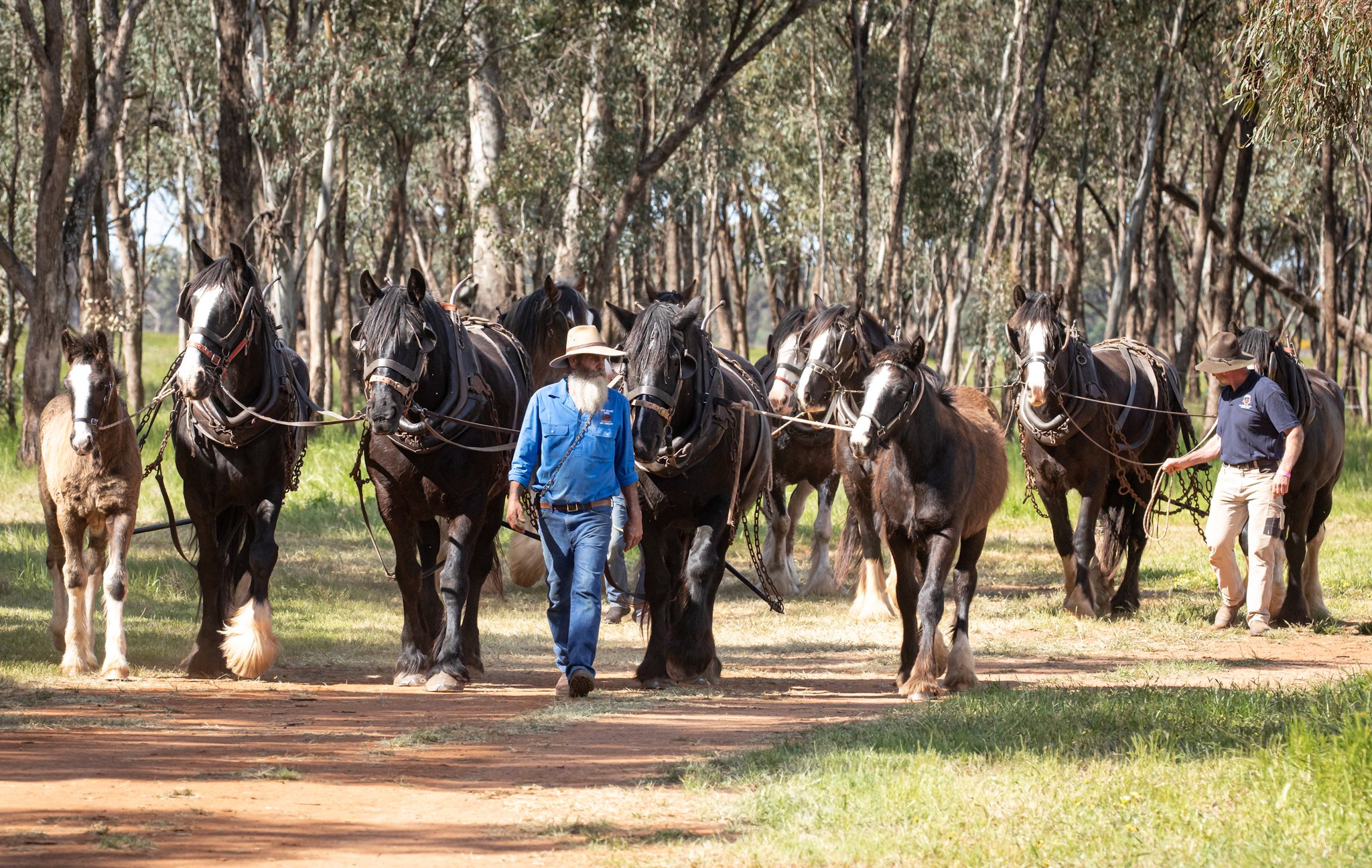 Bullockies' skills to shine at Barellan’s Good Old Days Festival ...
