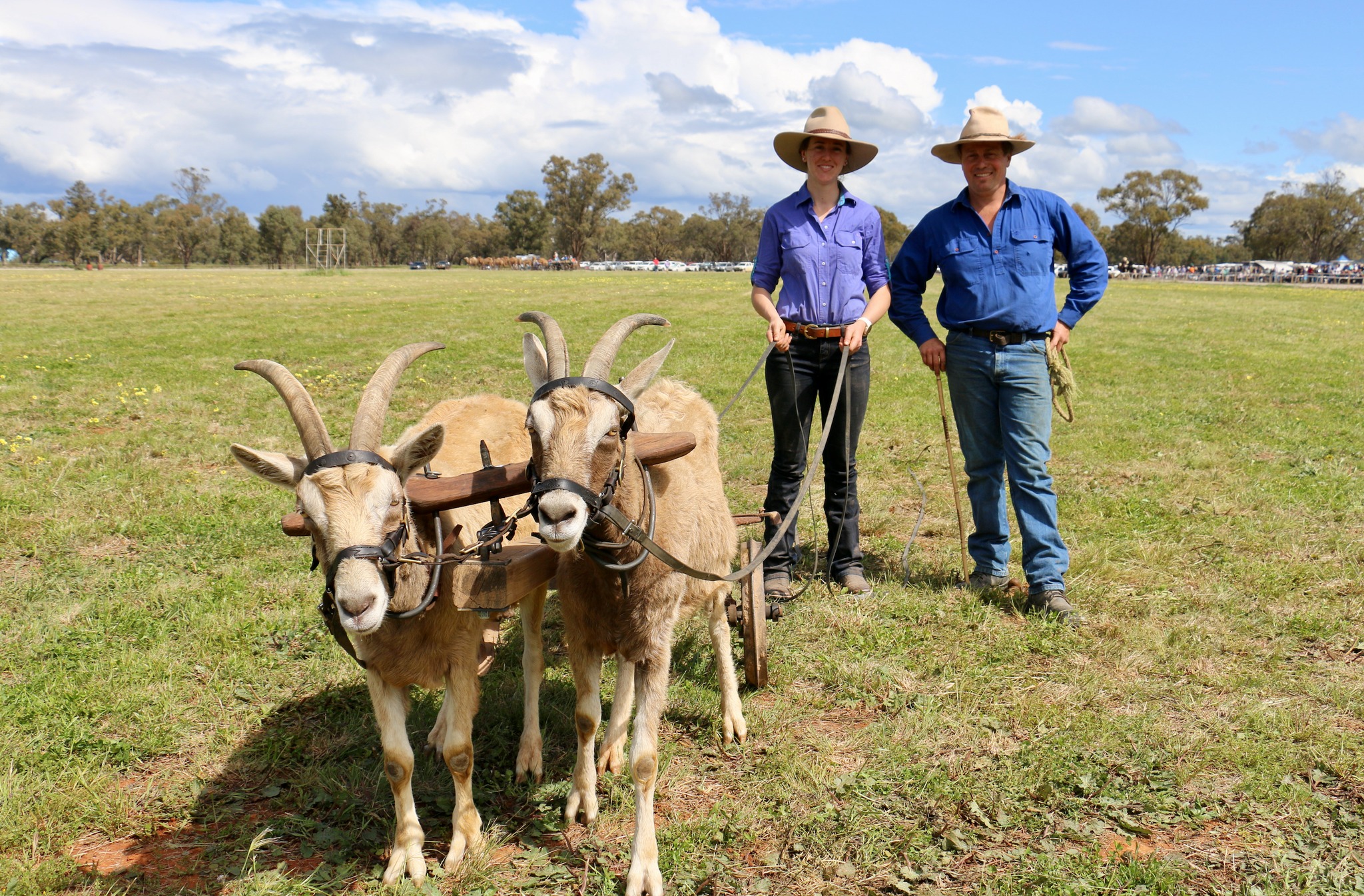 Bullockies' skills to shine at Barellan’s Good Old Days Festival ...