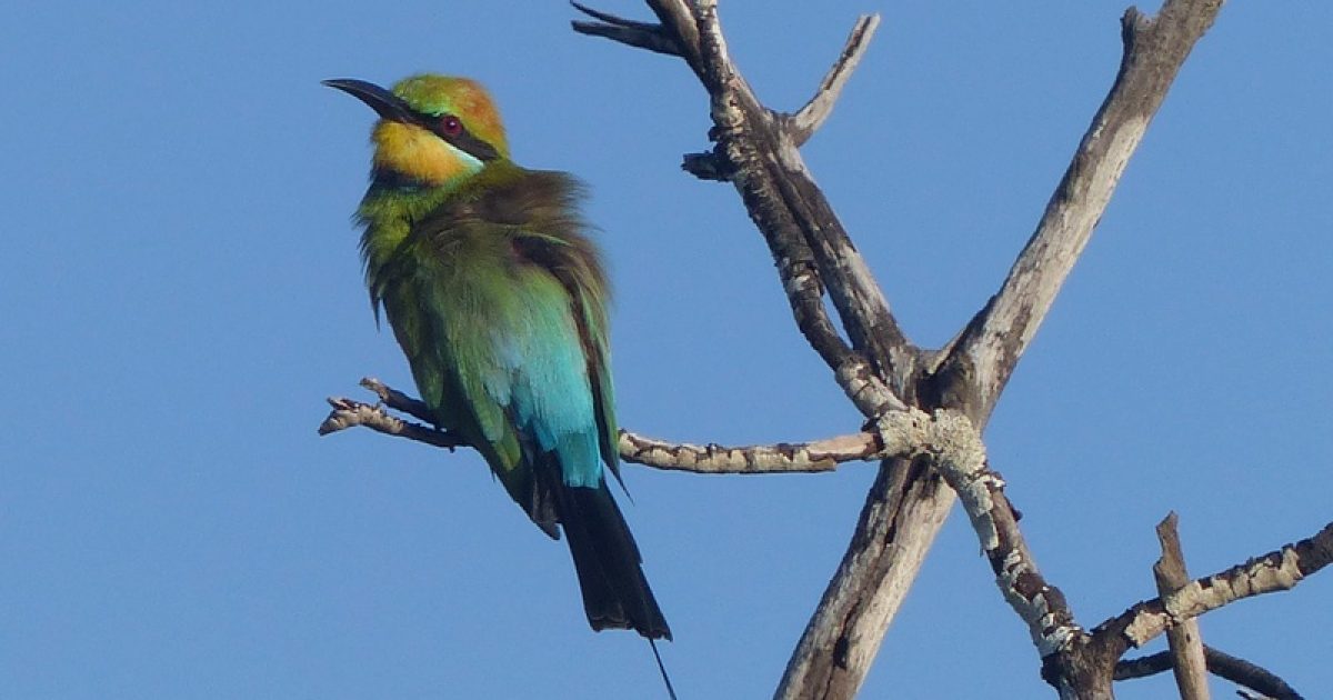 Rainbow bee-eaters are summer sky-jewels | Region Riverina