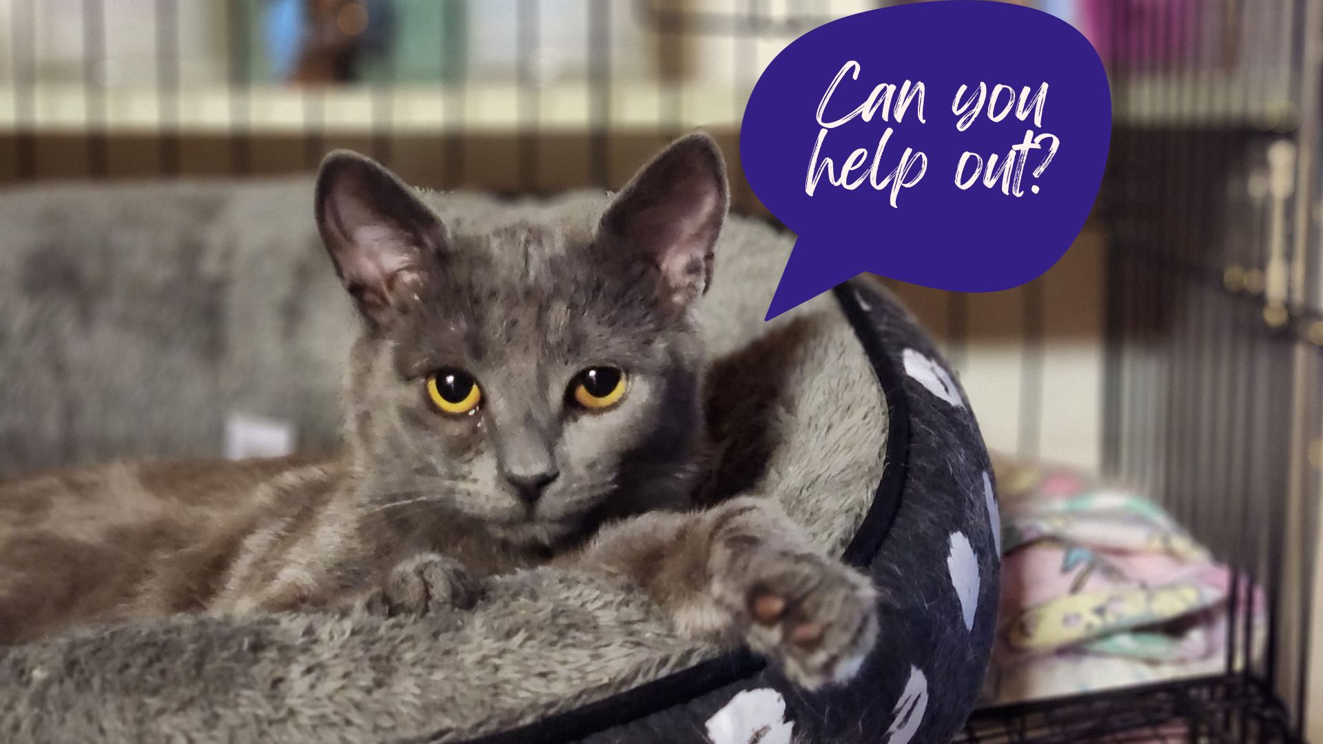 Paws for concern: Rescuers prepare for onslaught of unwanted animals in ...