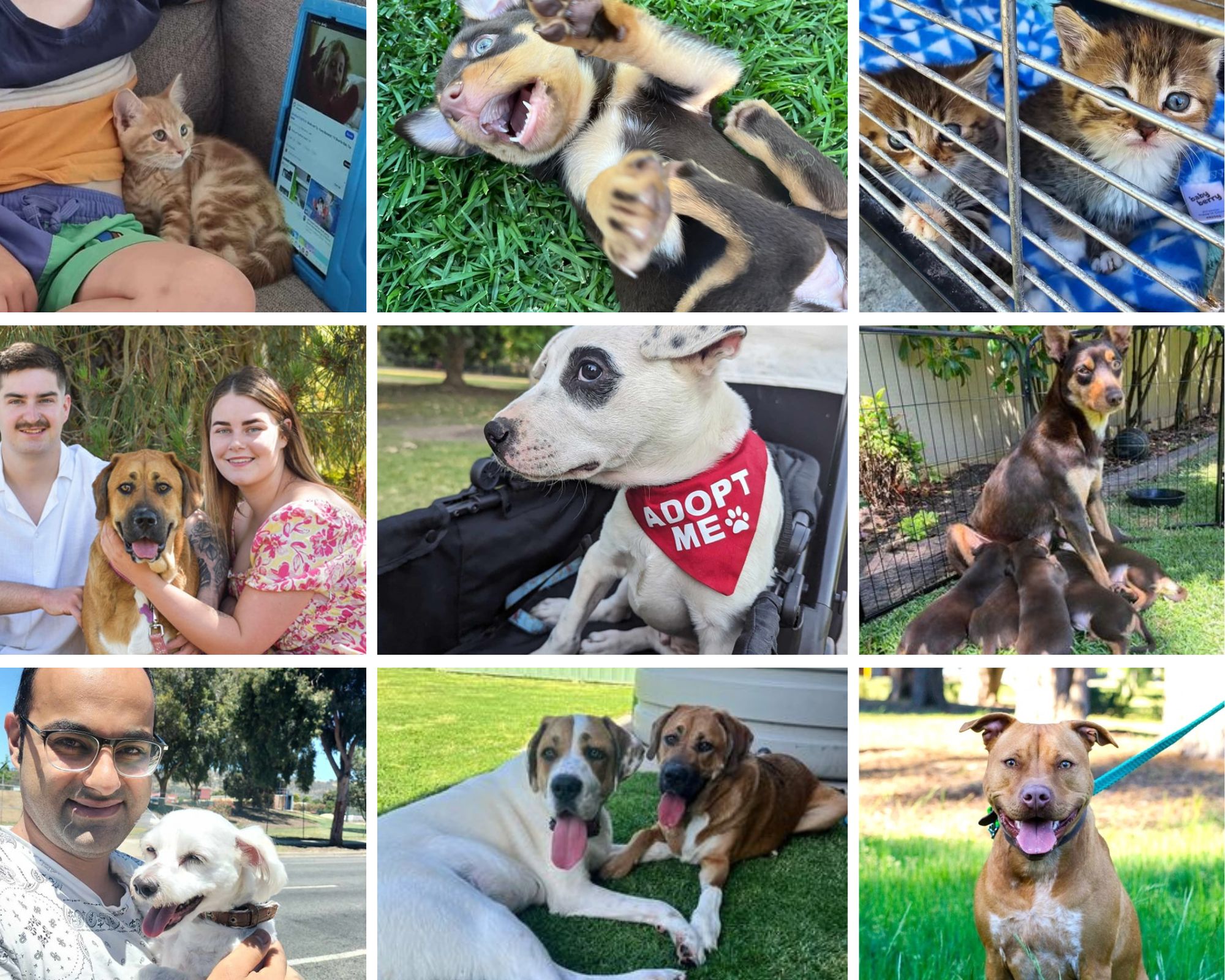 Paws for concern: Rescuers prepare for onslaught of unwanted animals in ...