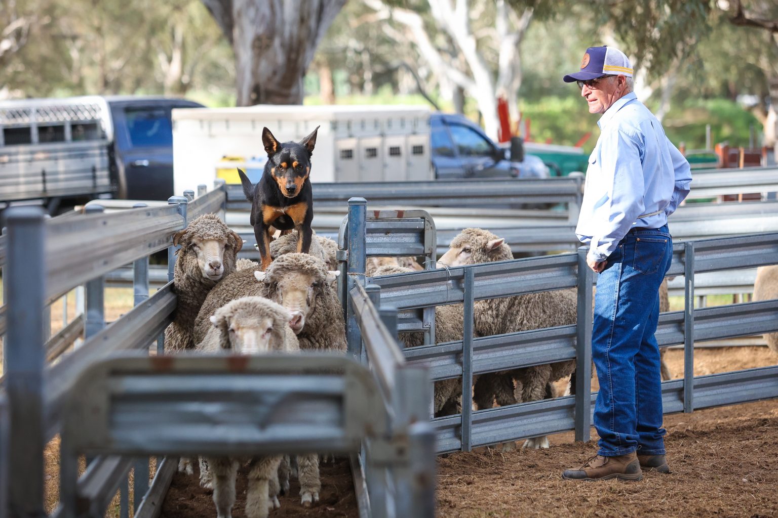 Spectators expected to flock to Henty to get a taste of muster dogs in ...