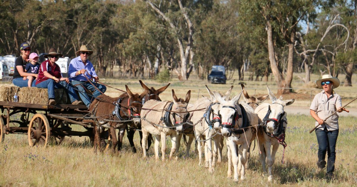 Barellan set to stage unique celebration of the nation's pioneering ...
