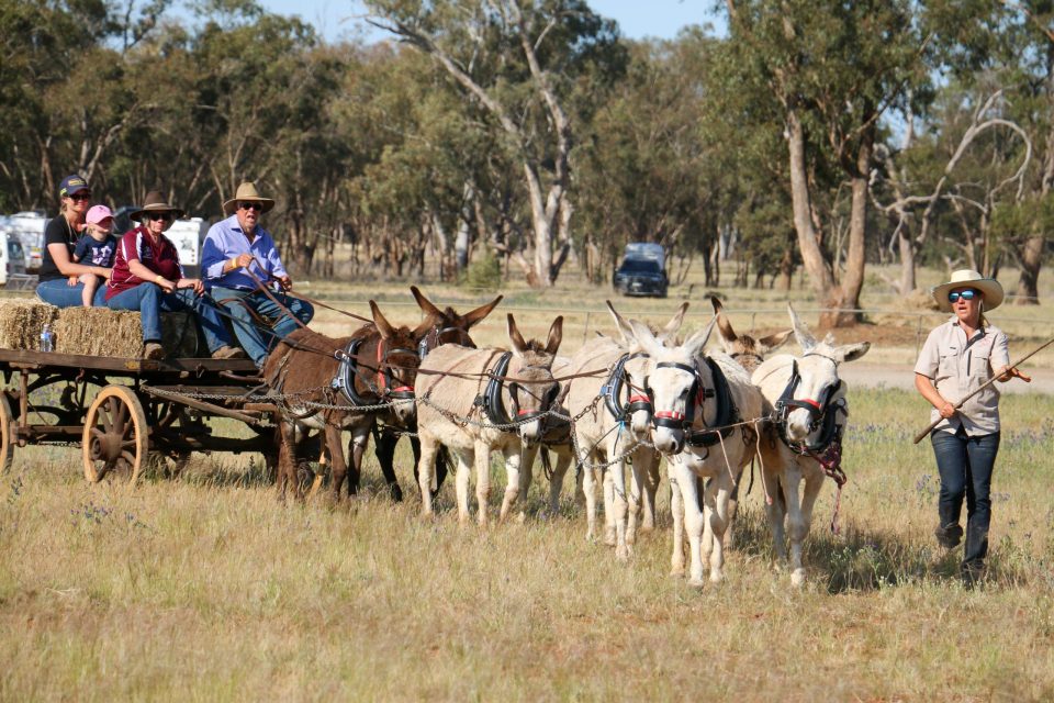 Barellan set to stage unique celebration of the nation's pioneering ...