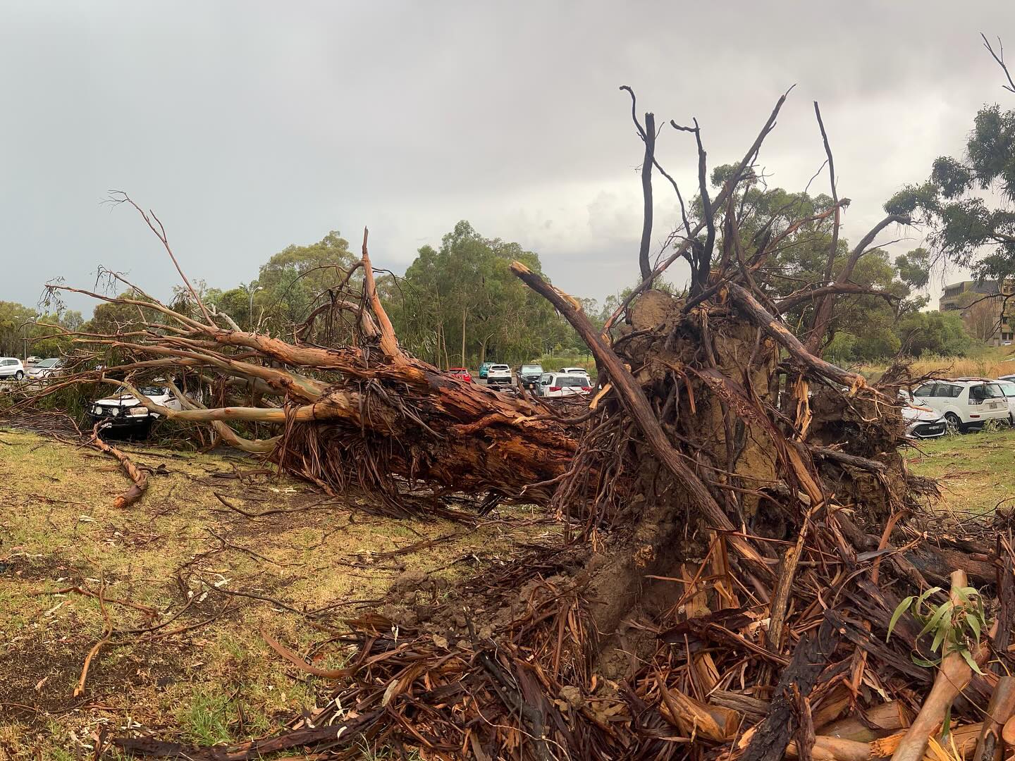 Four injured, trees down and power out after wild weather whips through ...