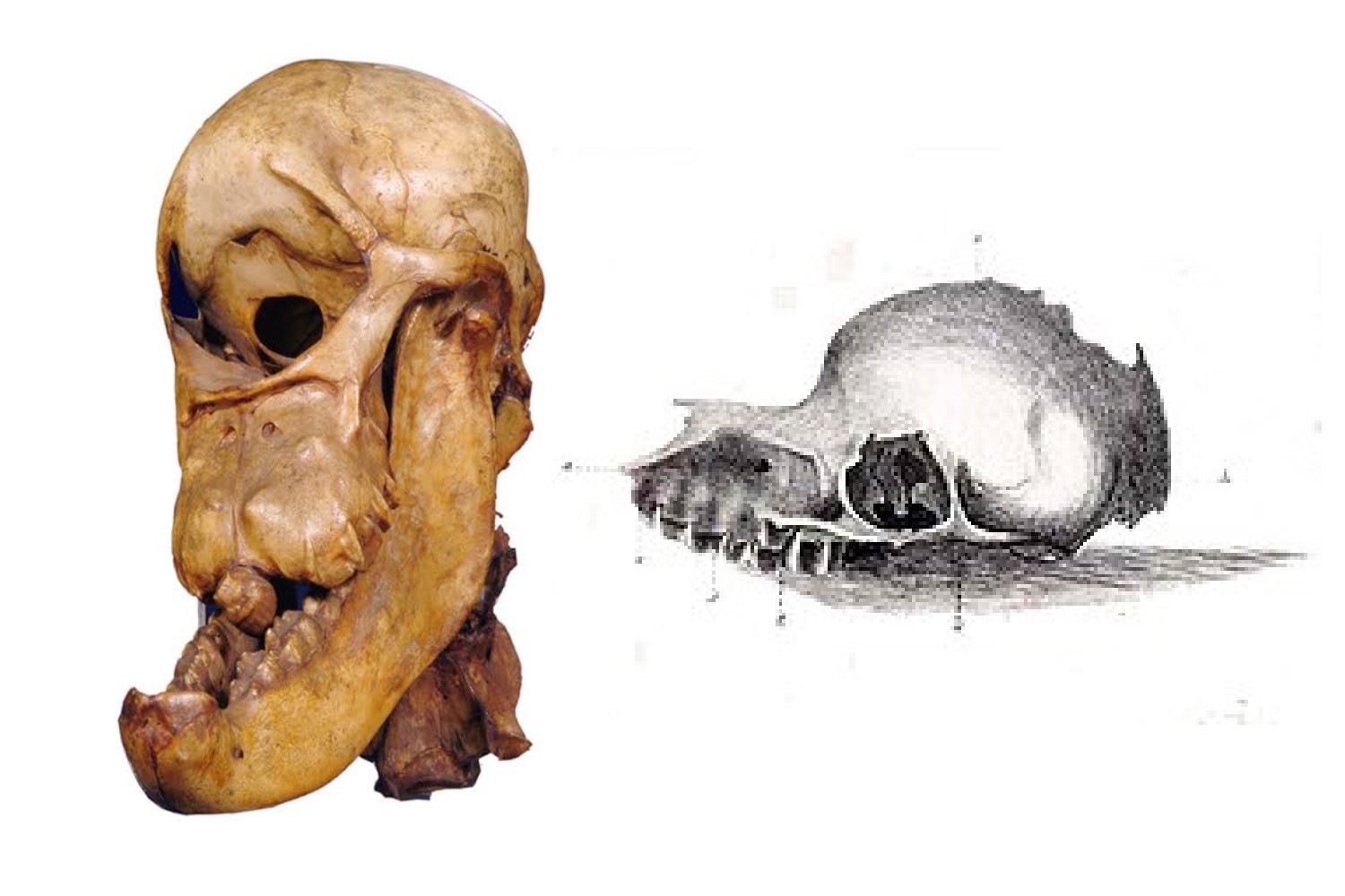 Riverina Rewind: The mysterious Brungle Bunyip of 1883 | Region Riverina