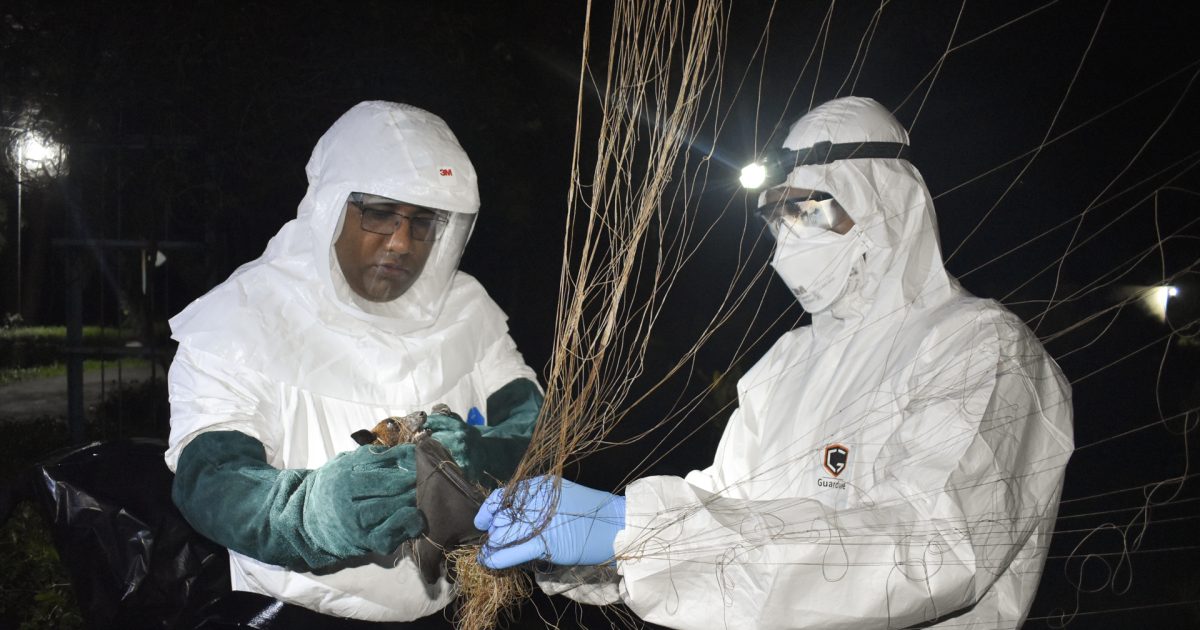 New overseas bat viruses with 'pandemic potential' spark calls for ...