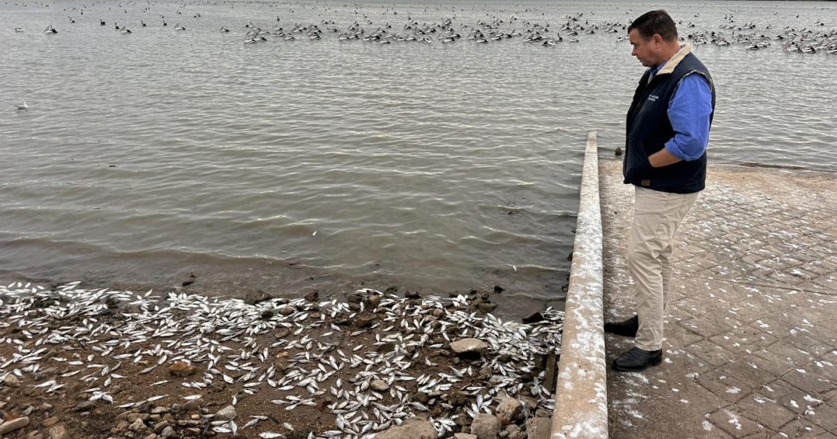 Cold weather likely cause of death of thousands of bony bream at Lake ...