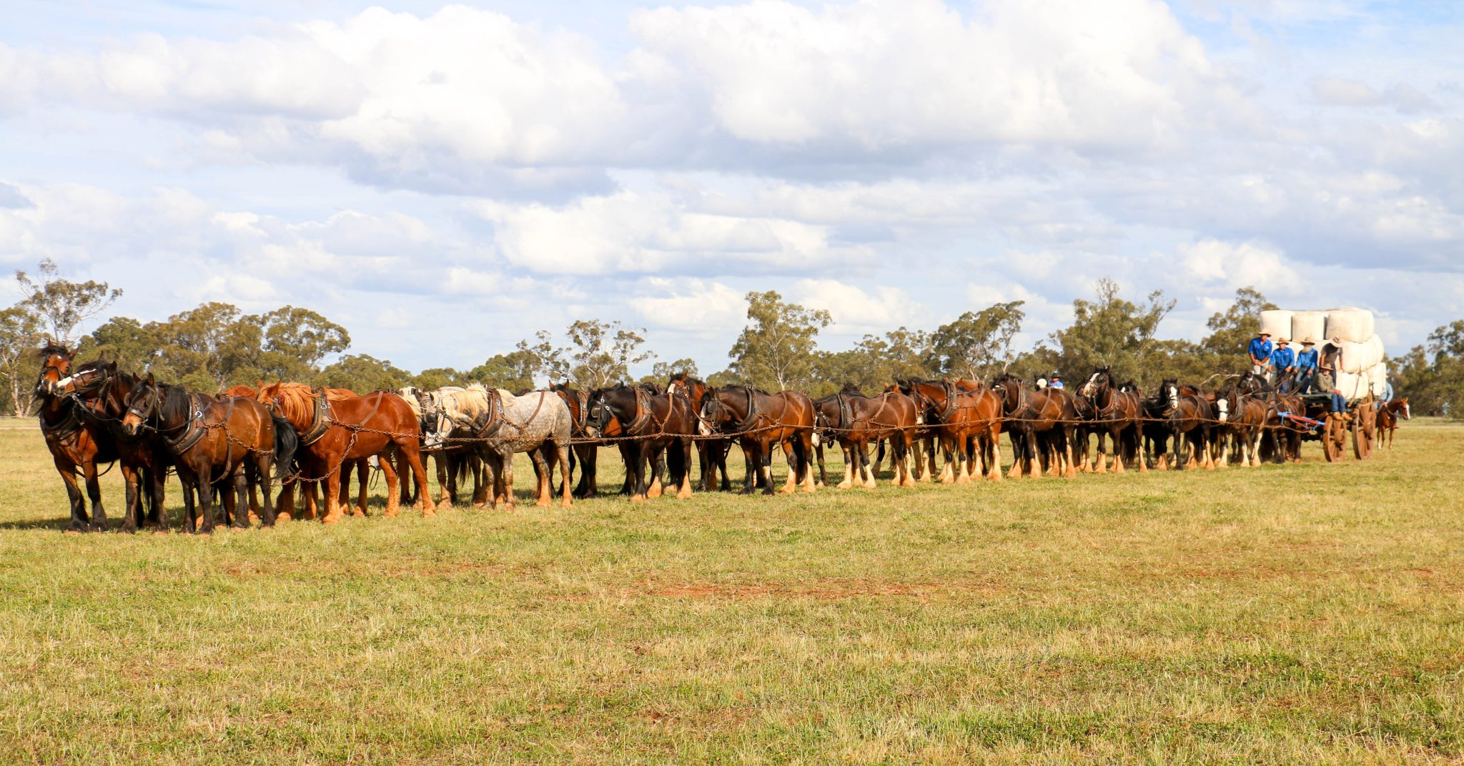 Steady hands on these reins as master horsemen prepare to break world ...
