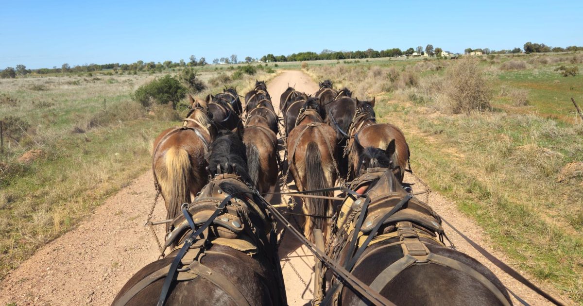 Steady hands on these reins as master horsemen prepare to break world ...