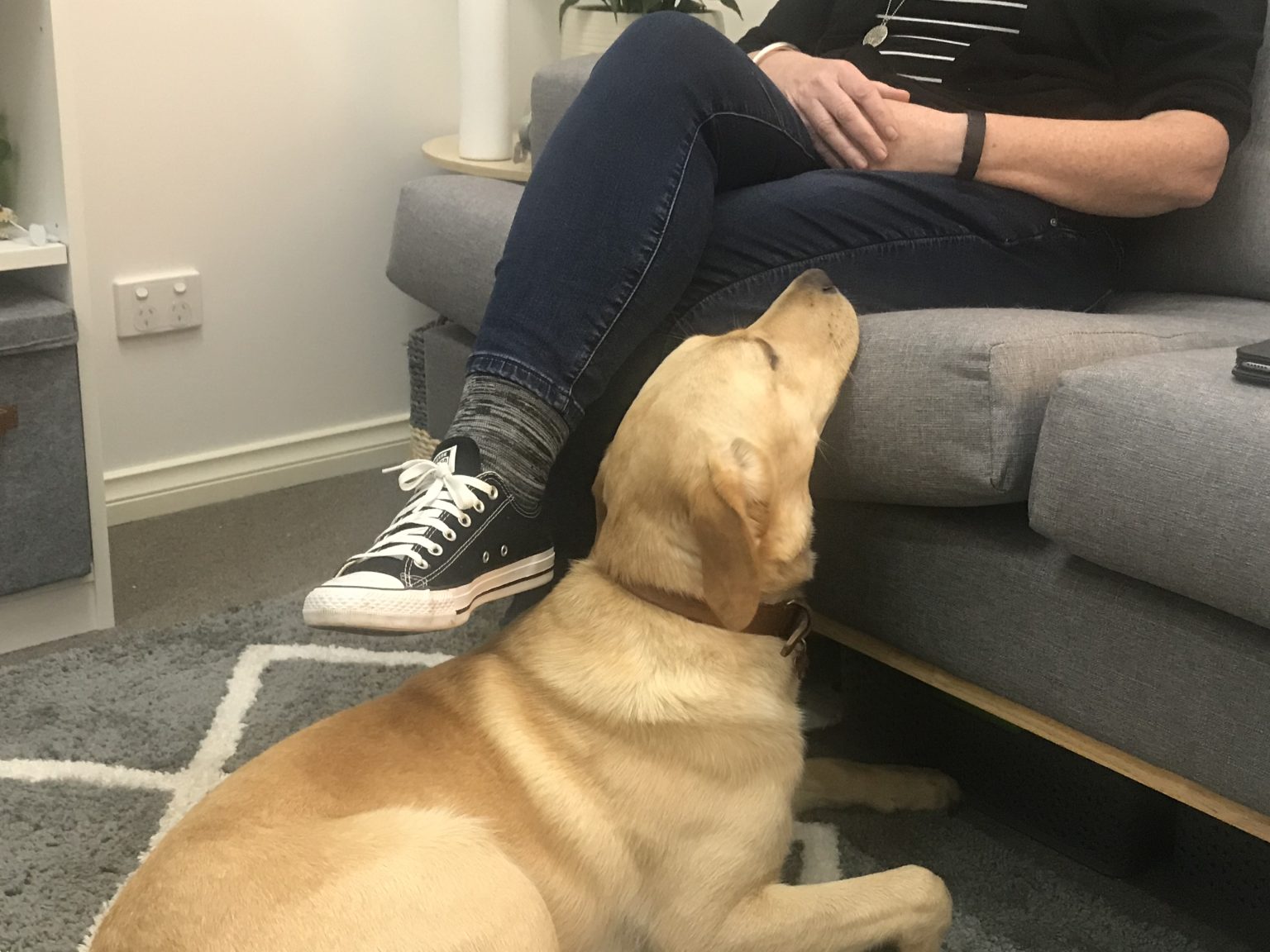 Animal intuition helping to break down barriers in therapy sessions ...